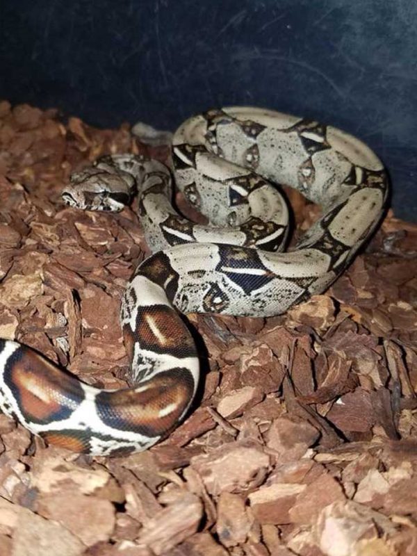 Bert's Pet Center – Fish | Dogs/Puppies & Grooming | Reptiles | Supplies