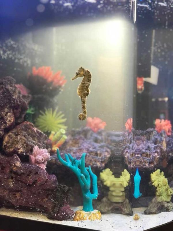 Bert's Pet Center – Fish | Dogs/Puppies & Grooming | Reptiles | Supplies