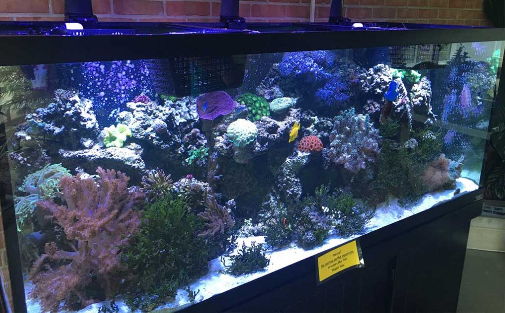 Services – Bert's Pet Center