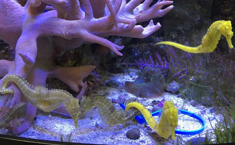 Services – Bert's Pet Center