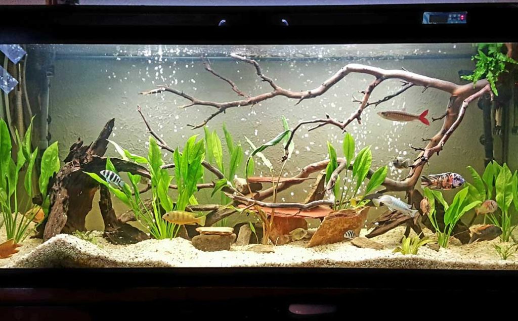 Services – Bert's Pet Center